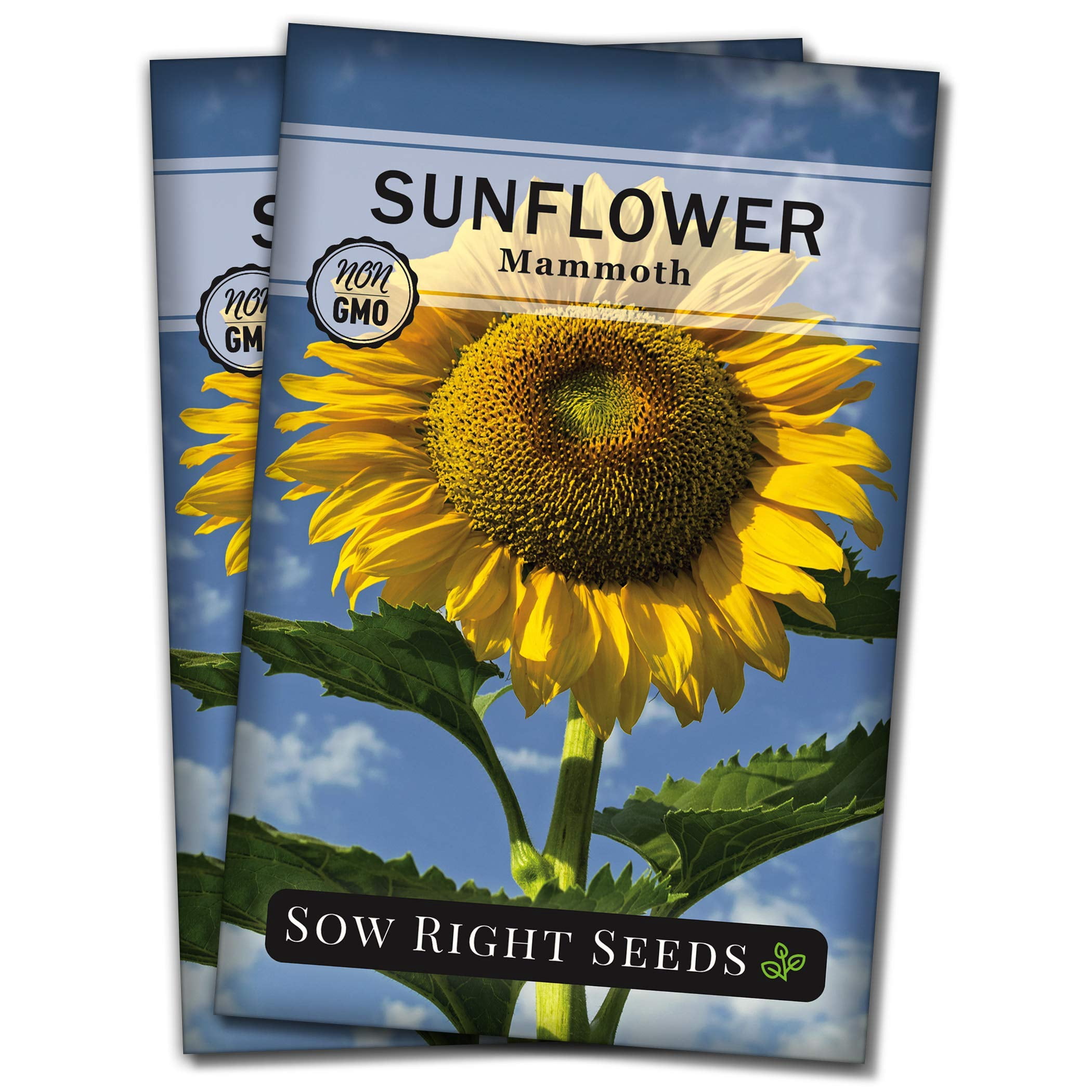 Sow Right SeedsITSC - Mammoth Sunflower Seeds to Plant - Sunflowers in ...