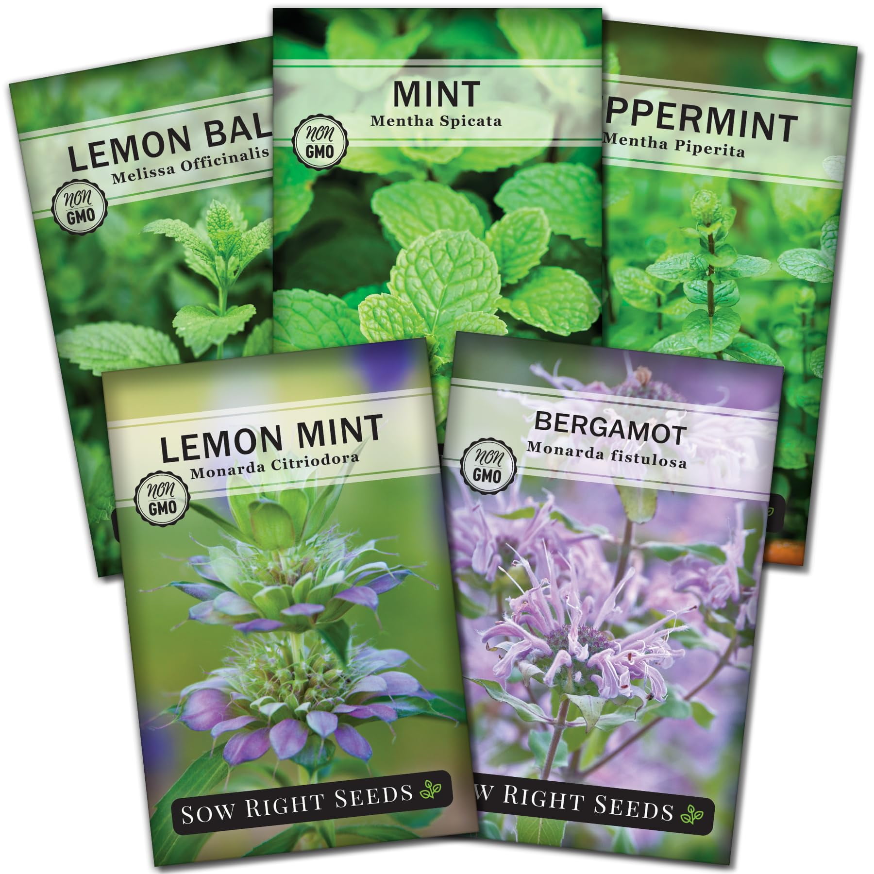 Sow Right SeedsUMRT - Mint Garden Seed Collection - Mint, Mint ...