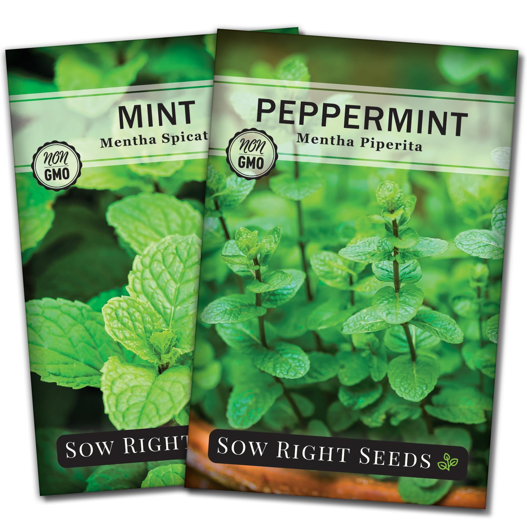 Sow Right SeedsUMRT - Mint and Peppermint Seeds Collection Planting - Non-GMO Heirloom with ...