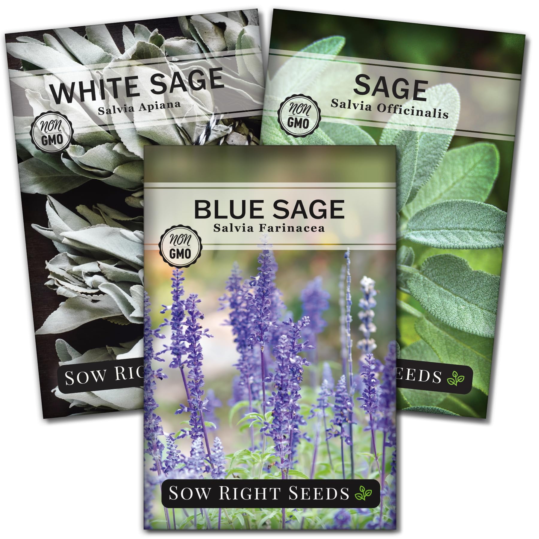 Sow Right SeedsUMRT - Sage Seed Collection - Salvia Seeds Indoors ...