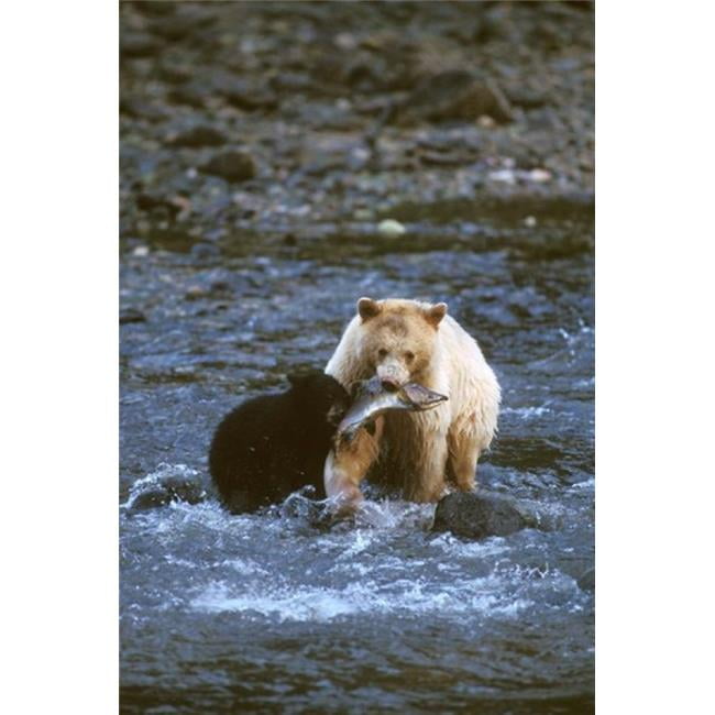 Sow with Cub Eating Fish Rainforest of British Columbia Poster Print by ...