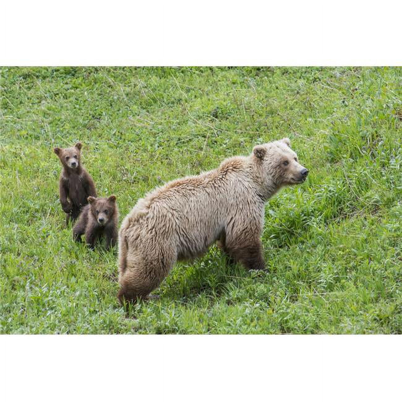 Sow with Spring Cubs in Denali National Park Interior Alaska Poster ...