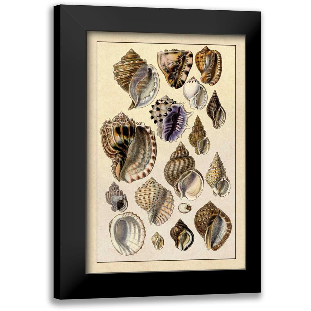 Sowerby, G.B. 17x24 Black Modern Framed Museum Art Print Titled ...