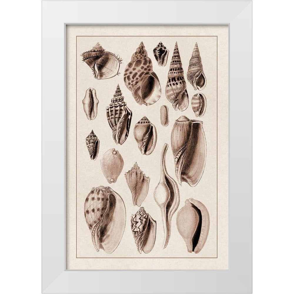 Sowerby, G.B. 17x24 White Modern Wood Framed Museum Art Print Titled ...