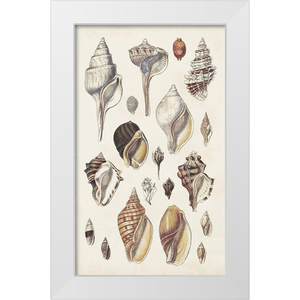 Sowerby, G.B. 21x32 White Modern Wood Framed Museum Art Print Titled ...