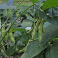 Soybean - Chiba Green - 7 g Packet ~42 Seeds - Non-GMO, Heirloom ...