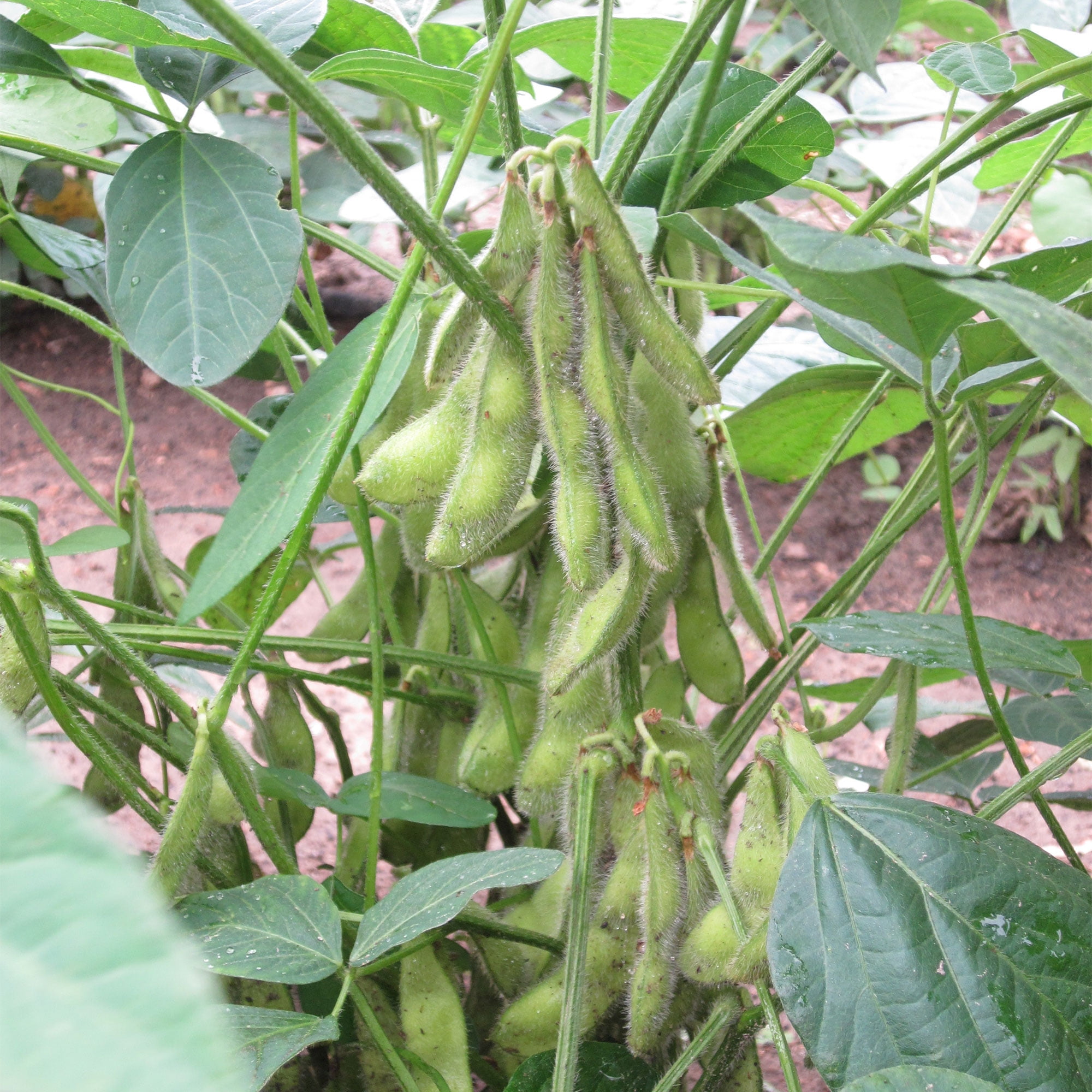 Midori Giant Edamame Soybean 4 Oz ~308 Seeds – Non-GMO, Heirloom, Open ...