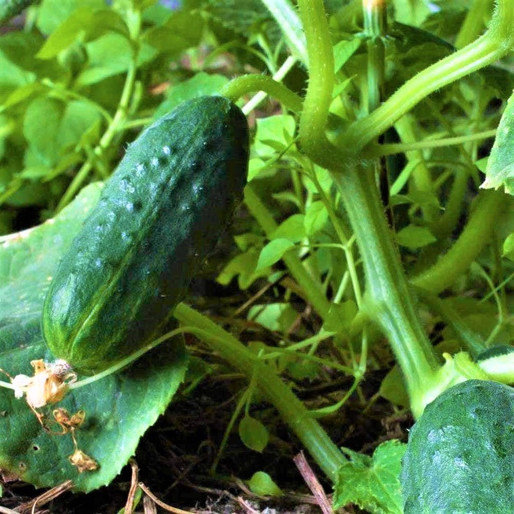 Spacemaster 80 Cucumber Seeds - 500 Count Seed Pack - Non-GMO ...