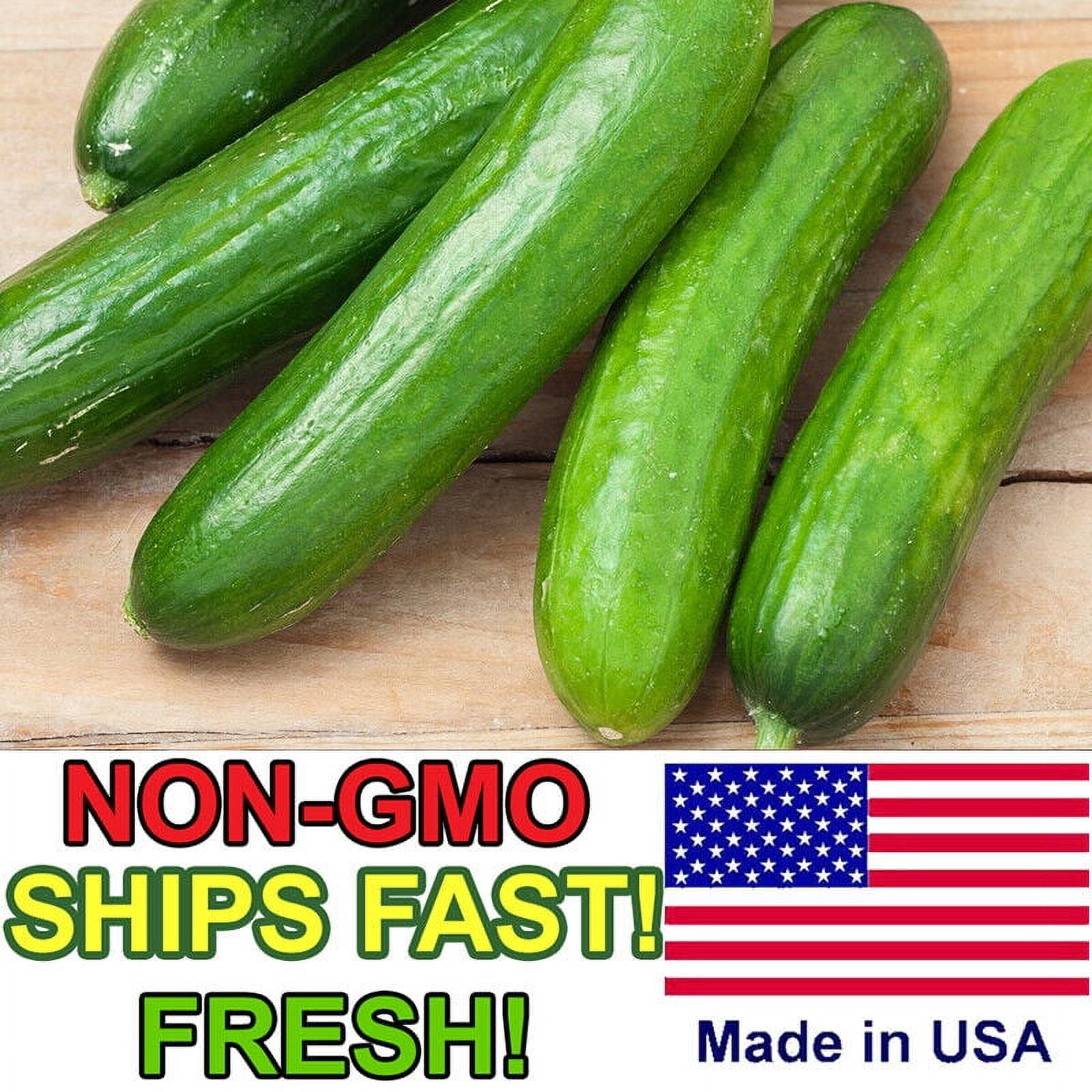 Spacemaster BUSH Cucumber Seeds | Non-GMO | Fresh Vegetable Garden ...