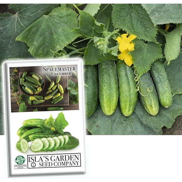 Spacemaster Cucumber