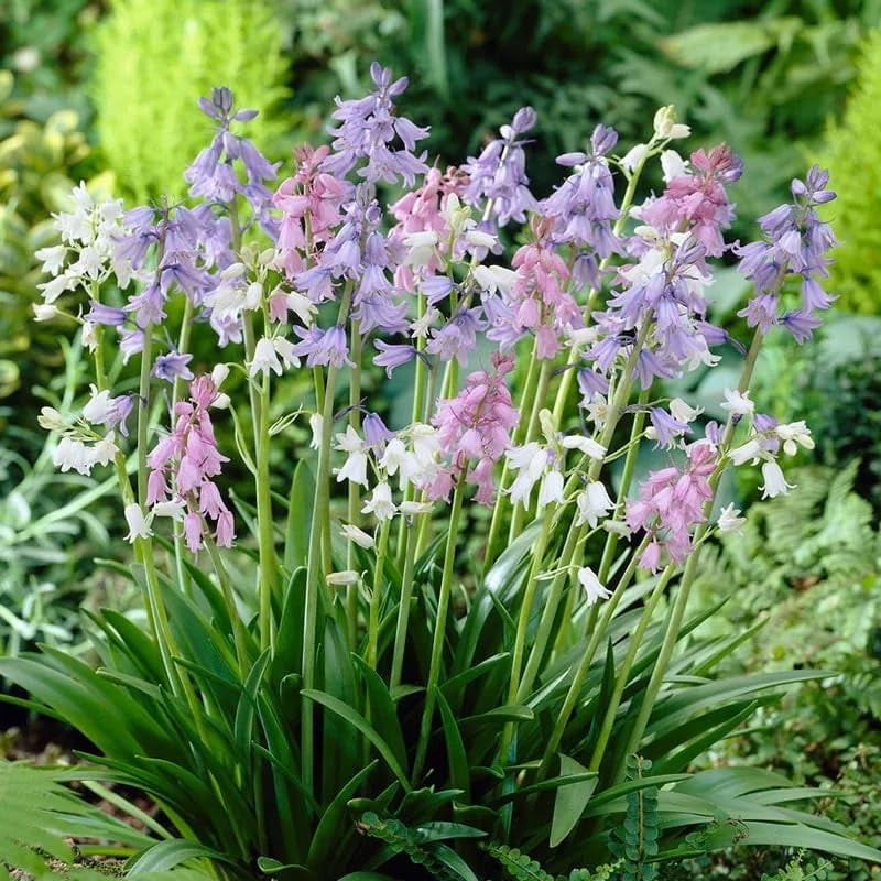 Spanish Bluebell Mixture - Perennial Spanish Bluebells (Wood Hyacinth ...