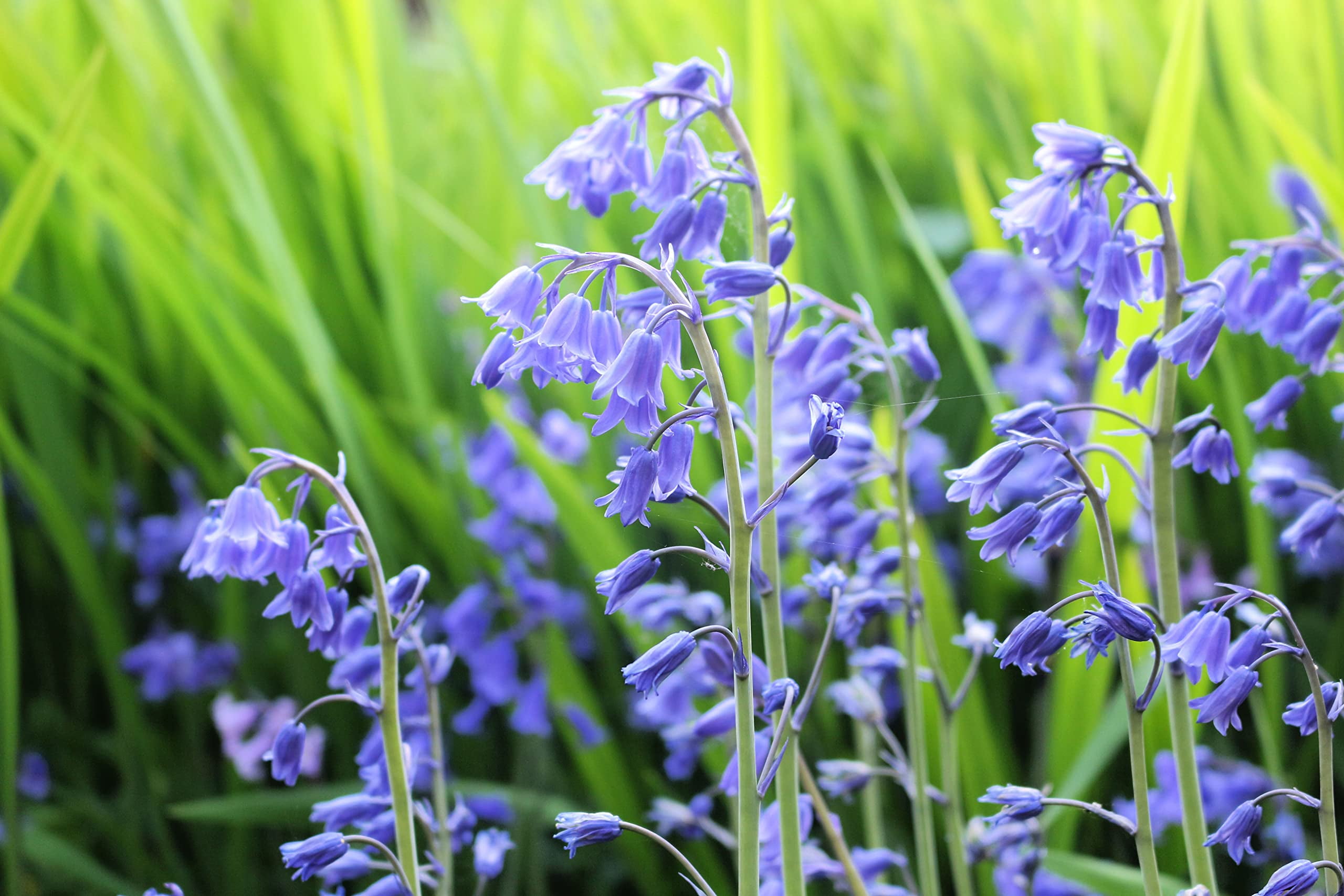 Spanish Bluebells Flower Bulbs for Planting - Weeping Bell Shaped ...
