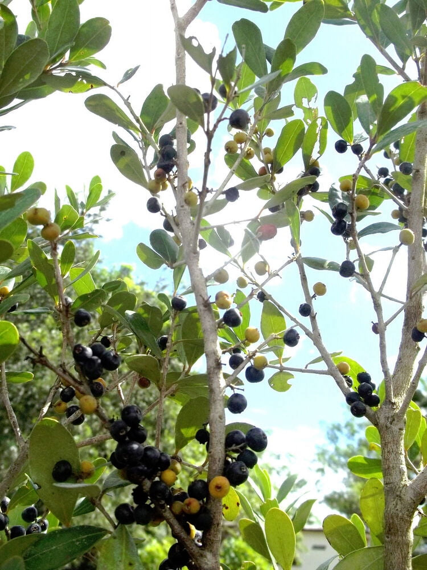 Spanish Stopper Eugenia foetida, Florida native wild tree bonsai seed ...