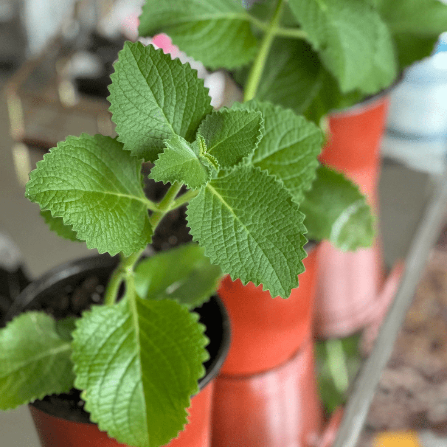 Spanish Thyme Herb Plant 5-7 Inch Tall, Mexican Mint Potted Plant ...