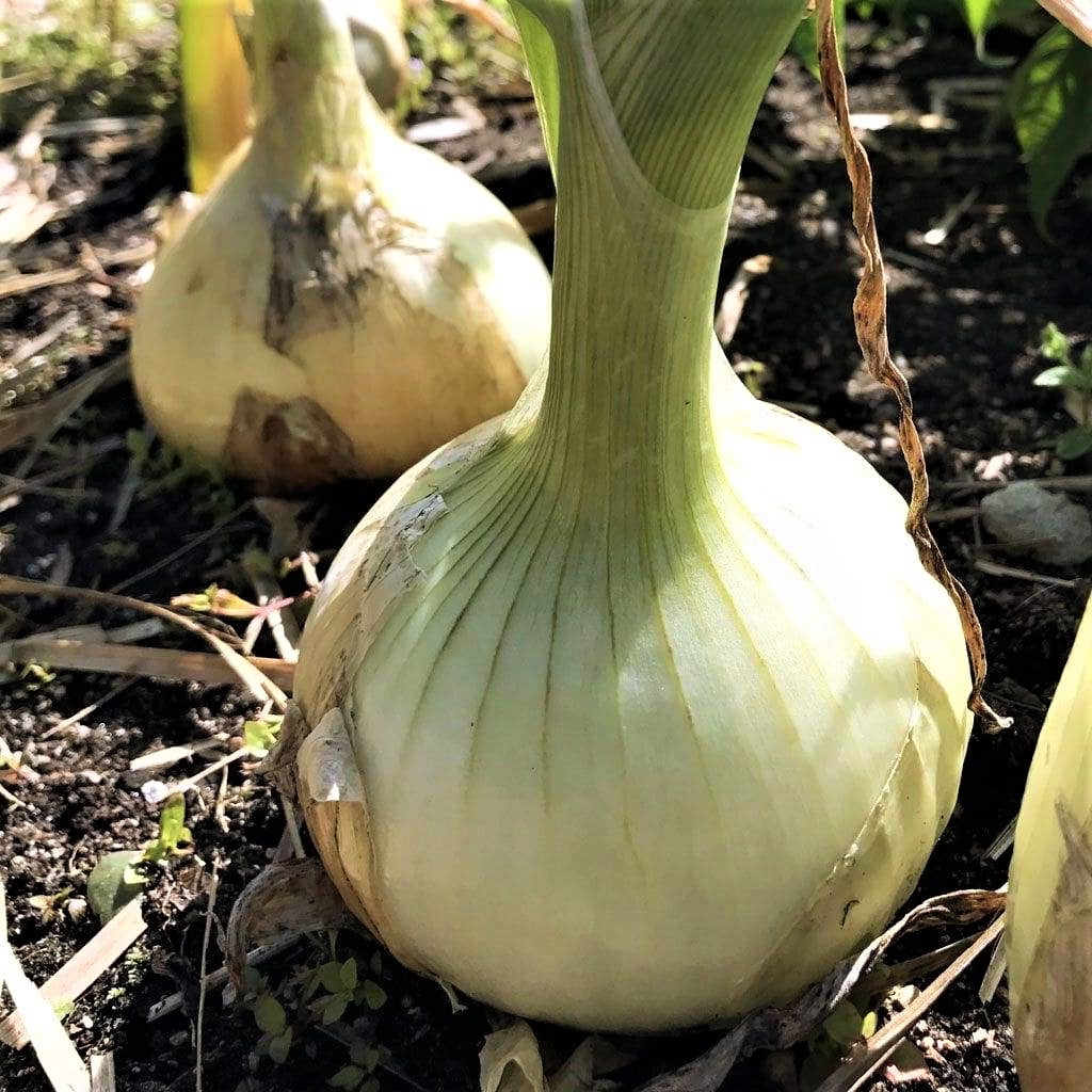 Spanish White Long Day Onion Seeds - 200 Count Seed Pack - Non GMO ...