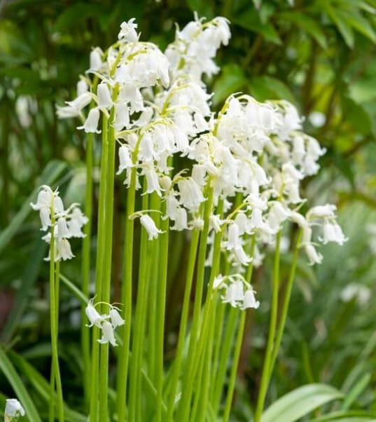 Spanish Whitebells Bulbs for Planting - Hyacinthoides Hispanica White ...