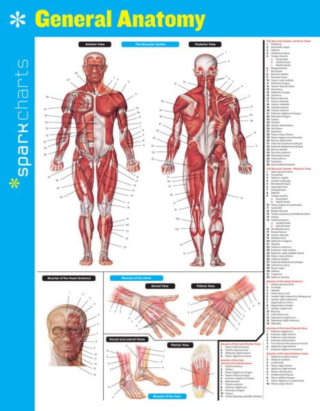 Pre-Owned Sparkcharts: General Anatomy Sparkcharts: Volume 24 (Other ...