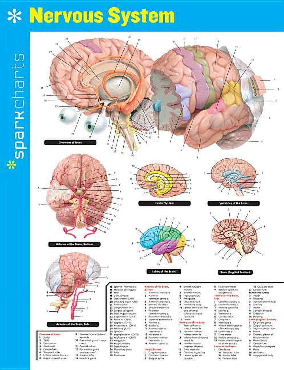 Sparkcharts: Nervous System Sparkcharts: Volume 46 (Other) - Walmart.com