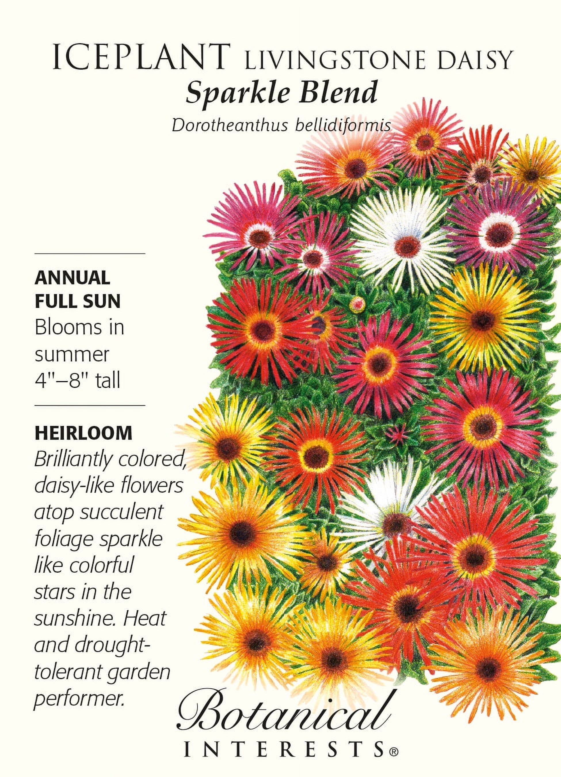 Sparkle Blend Iceplant Livingstone Daisy Seeds - 250 mg - Walmart ...