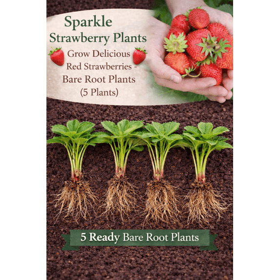 CZ Grain 8 in Red Sparkle Strawberry Plants Live Plants (5 Count), Easy ...