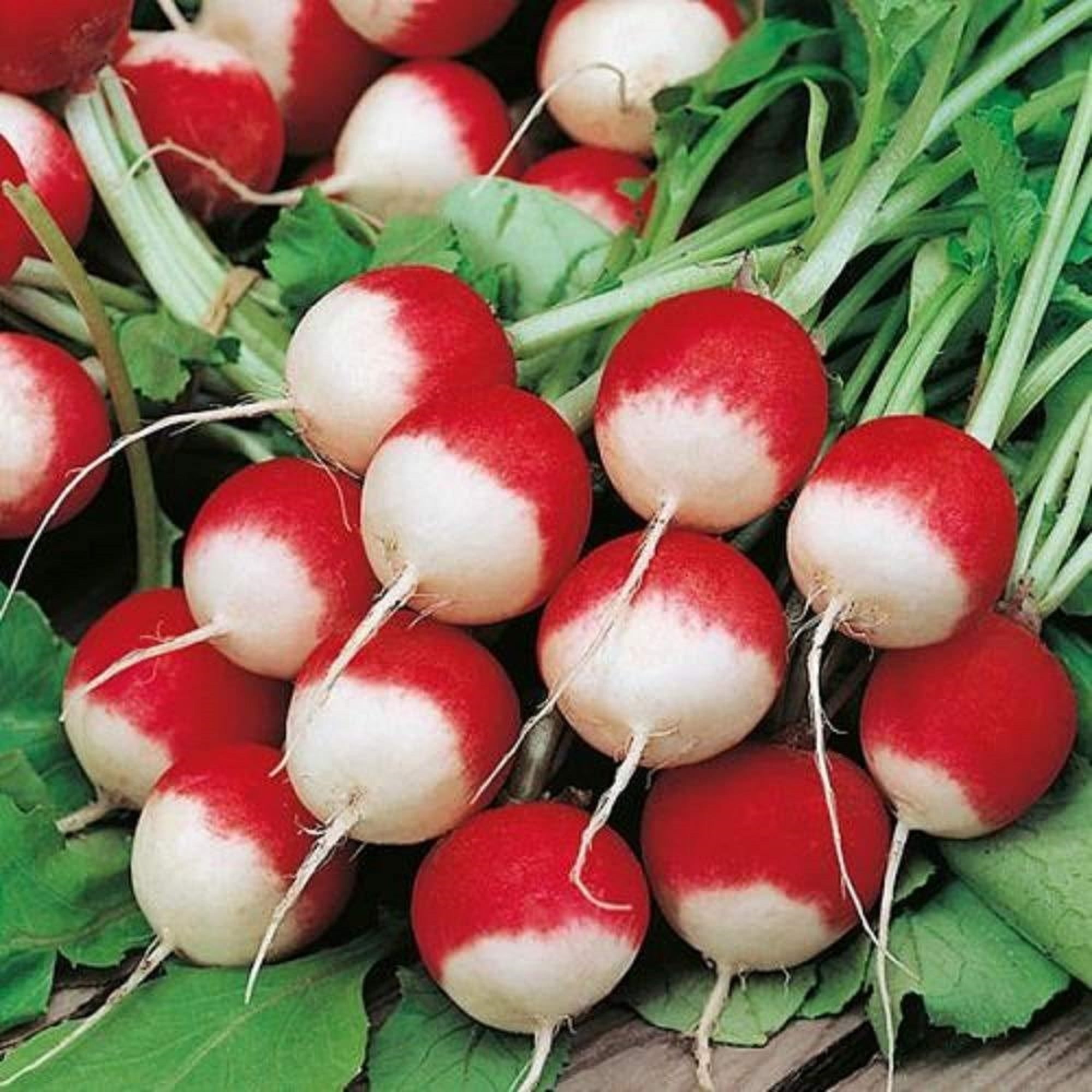 Sparkler White Tip Radish Seed, Home Garden, Sprouting Seeds, 500 seeds ...