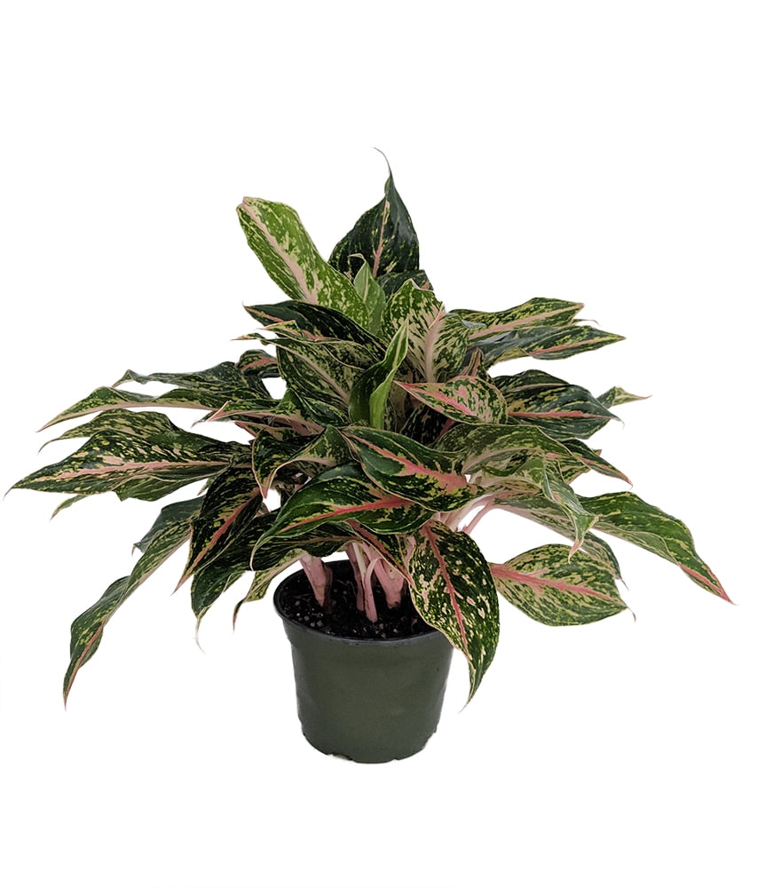 Sparkling Sarah Chinese Evergreen - Aglaonema - Live Plant Delivery ...