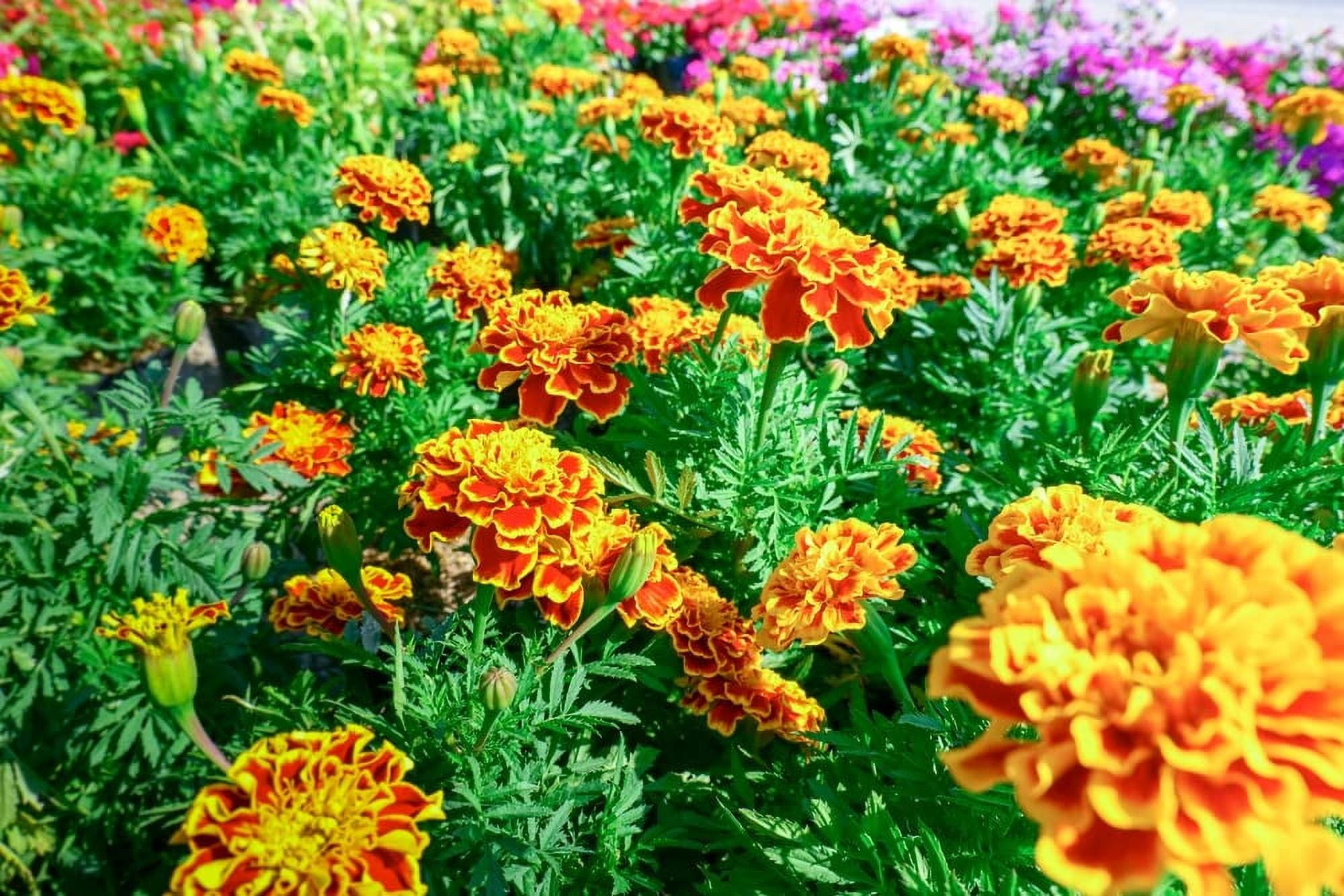 Sparky Marigold Seeds for Planting - 500+ Seeds - Beautiful Multi ...