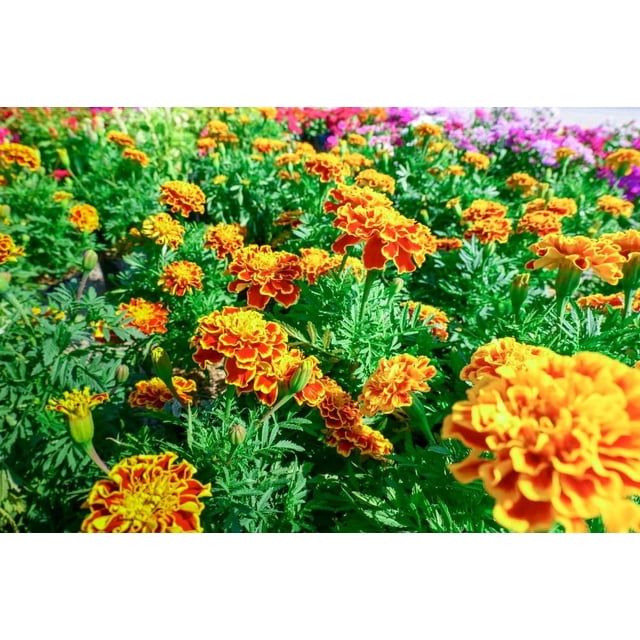 Sparky Marigold Seeds for Planting - 500+ Seeds - Beautiful Multi ...