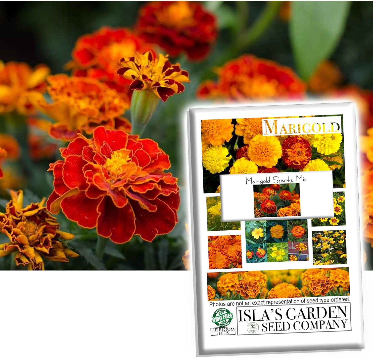 "Sparky Mix" Marigold Seeds for Planting, 500+ Flower Seeds Per Packet ...