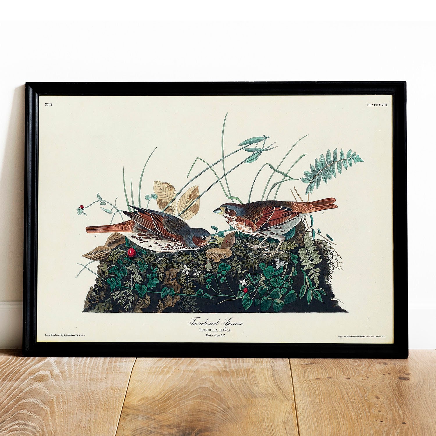 Sparrow Print, Antique Bird Painting, Vintage Drawing Poster Wall Art ...