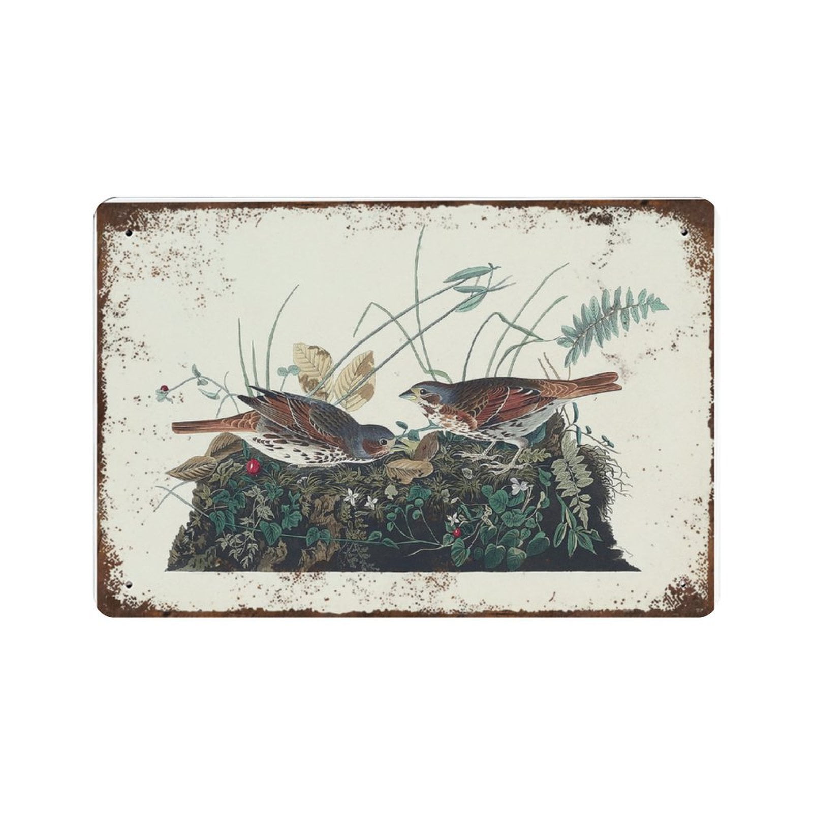 Sparrow Print, Antique Bird Painting, Vintage Drawing tin sign Wall Art ...