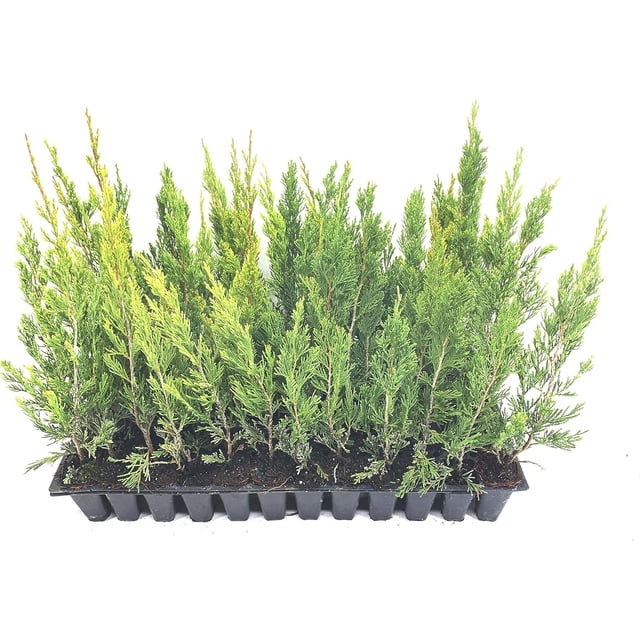 Spartan Juniper - 10 Live Trees - Juniperus Chinensis - Walmart.com