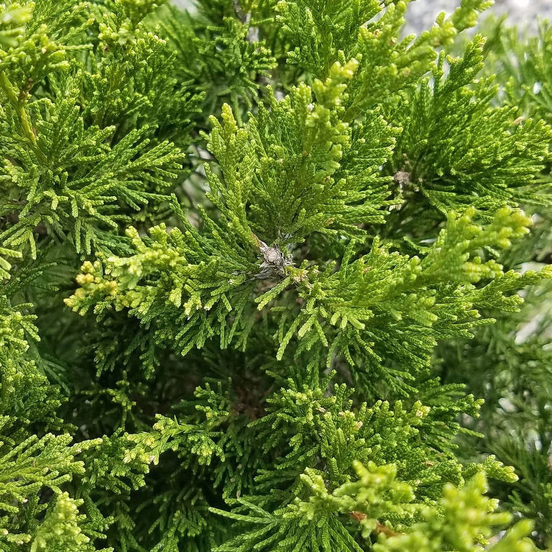 Expert Gardener Spartan Juniper (2.5 Gallon) Fast Growing Evergreen ...