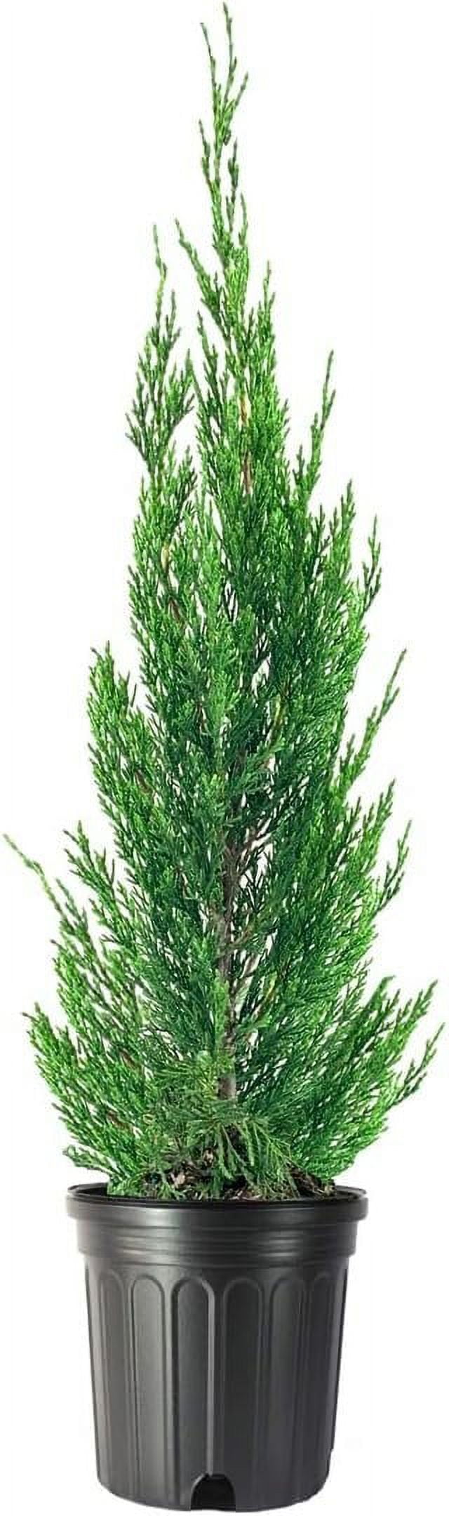 Spartan Juniper 3 Large Gallon Size Trees Juniperus Chinensis Live ...
