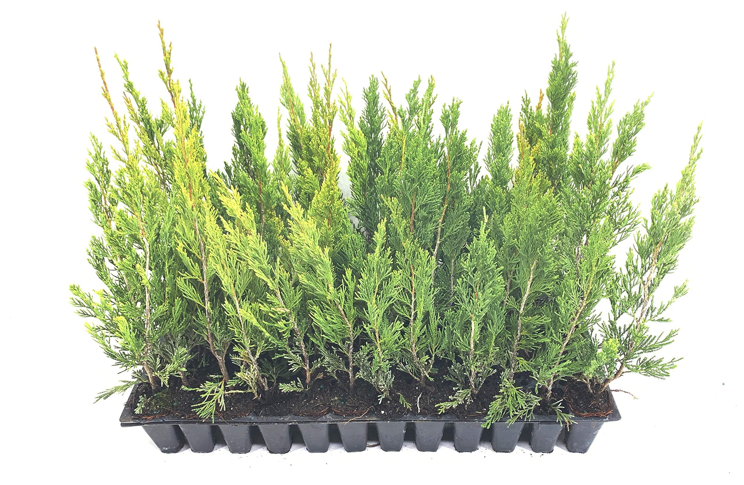 Spartan Juniper - 3 Live Trees - Juniperus Chinensis - Walmart.com