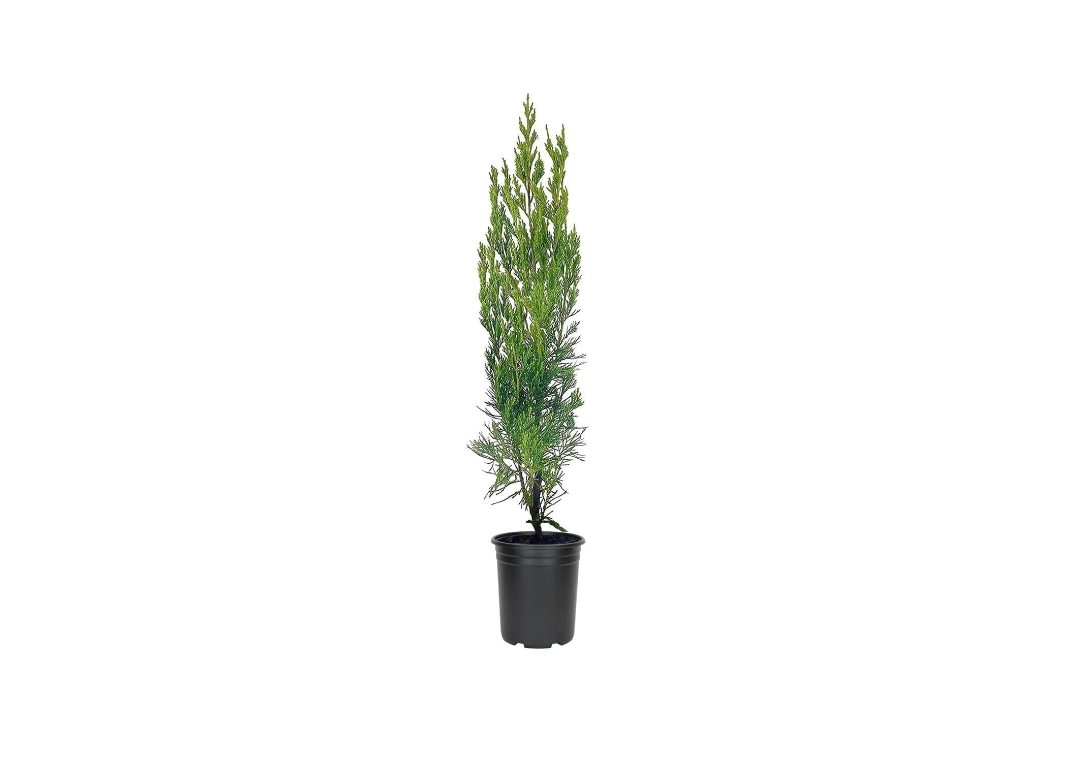 Spartan Juniper - Juniperus Chinensis - 5 Live 4 inch Container Trees ...