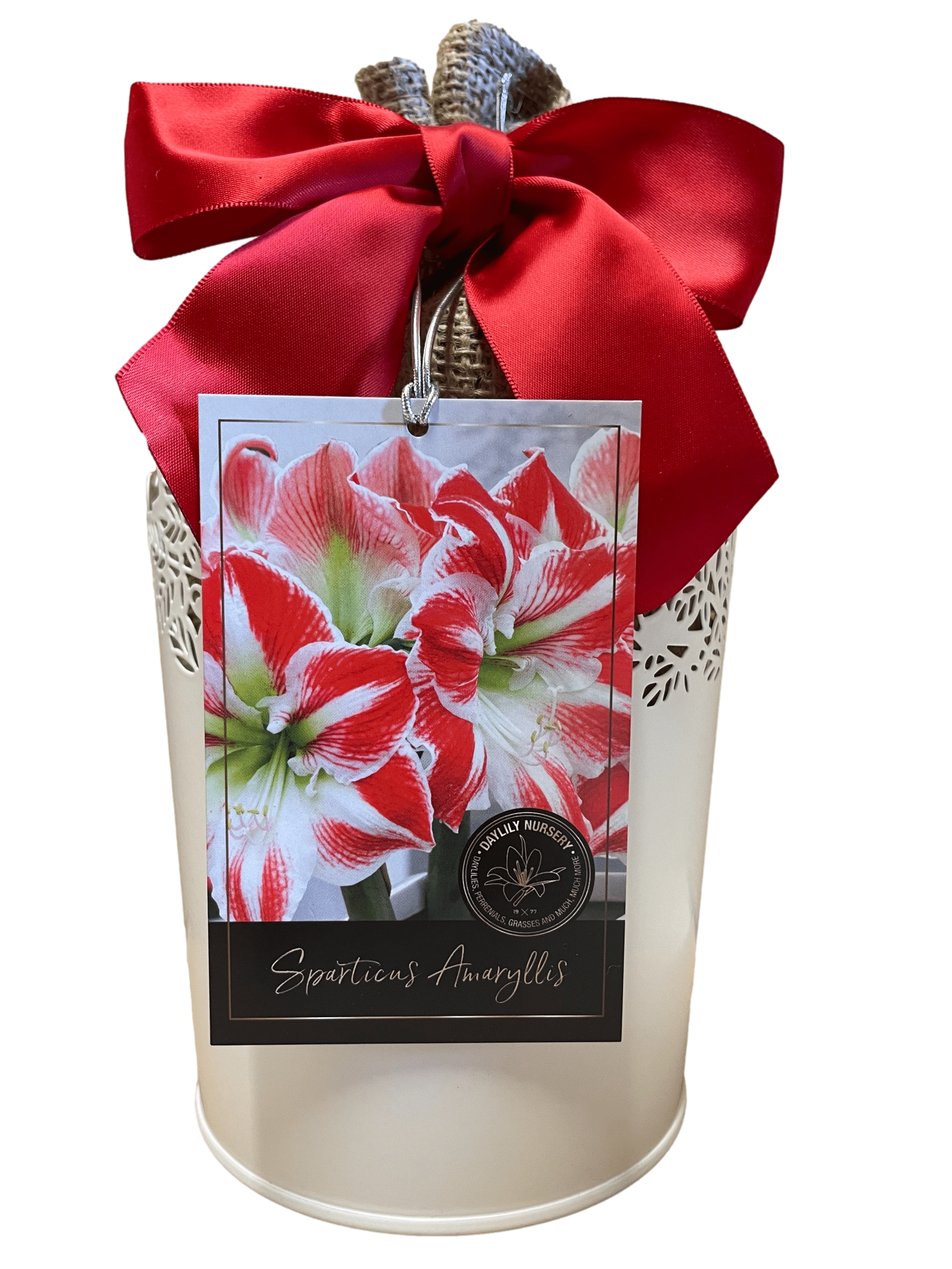 Sparticus Amaryllis Holiday Gift Growing Kit, Includes an Attractive ...
