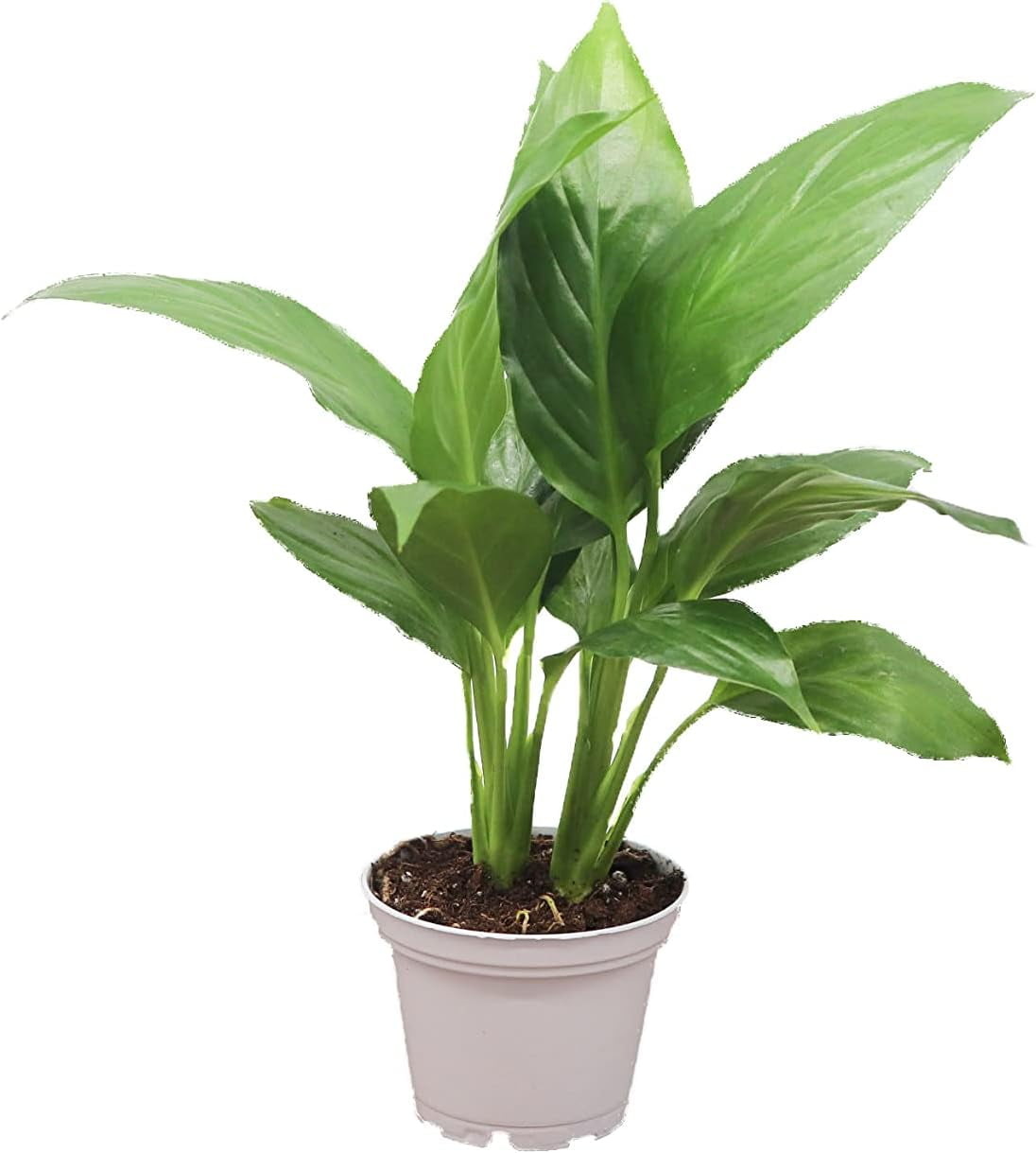 Spathiphyllum Peace Lily | 2.5 inch | Tropical Ambiance - Walmart.com