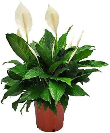 Spathiphyllum Peace Lily - Flowering Foliage Plant - 3 Gallon Planter ...