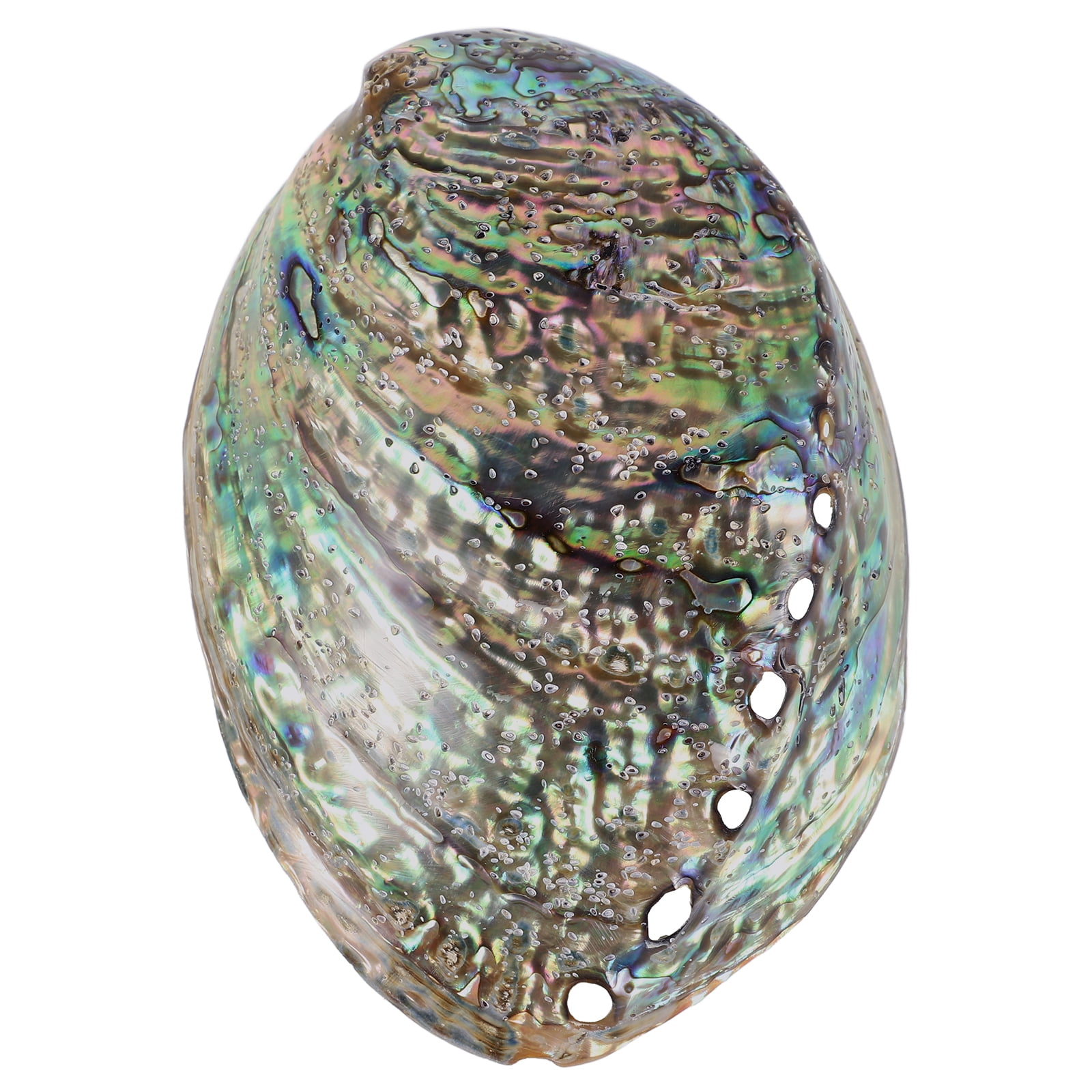 Spatiy 10- 12cm Abalone Shell Natural Shell Crafts Jewelry Dish ...