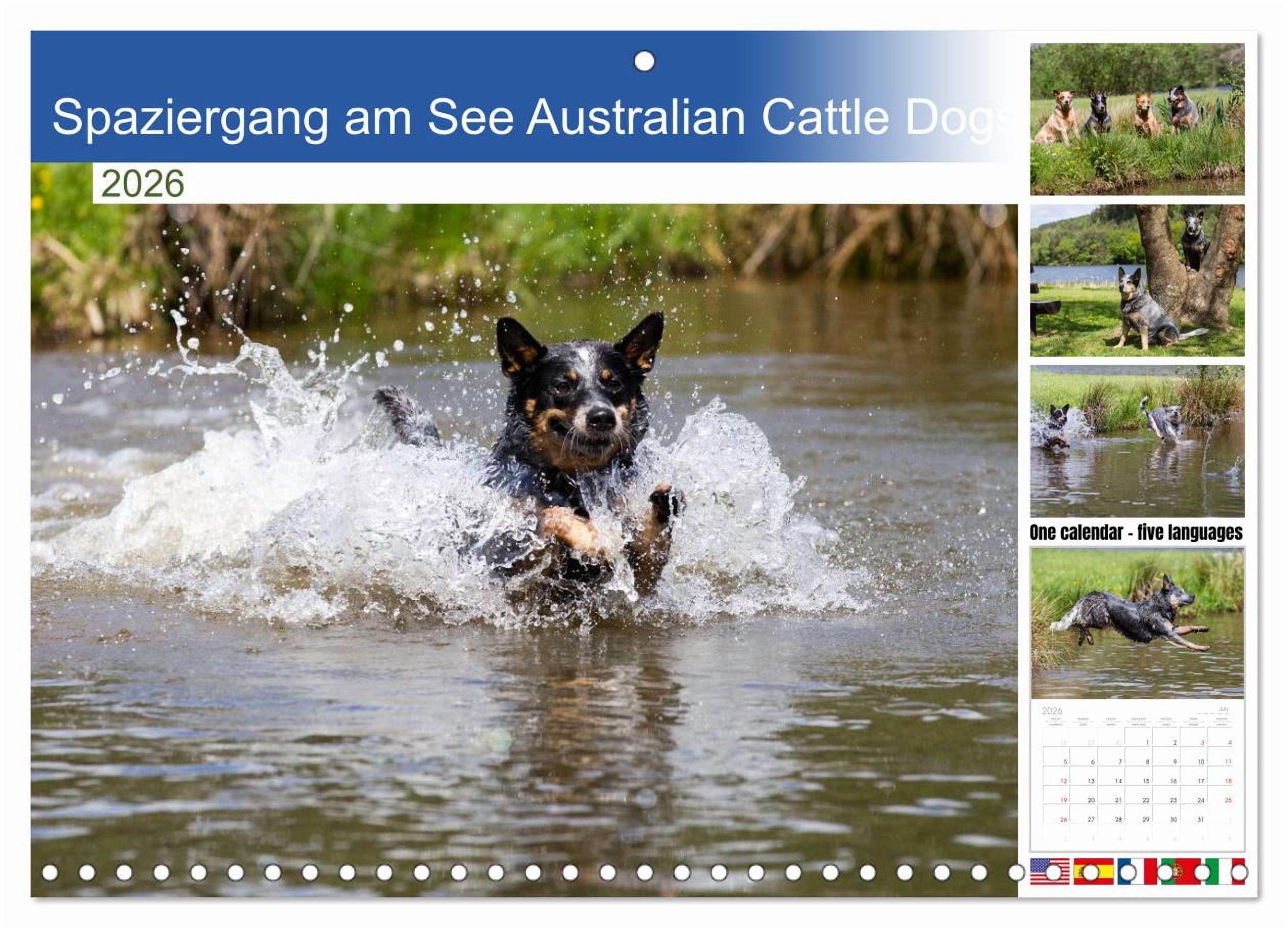 Spaziergang am See Australian Cattle Dogs (Monthly Wall Calendar 2026 ...