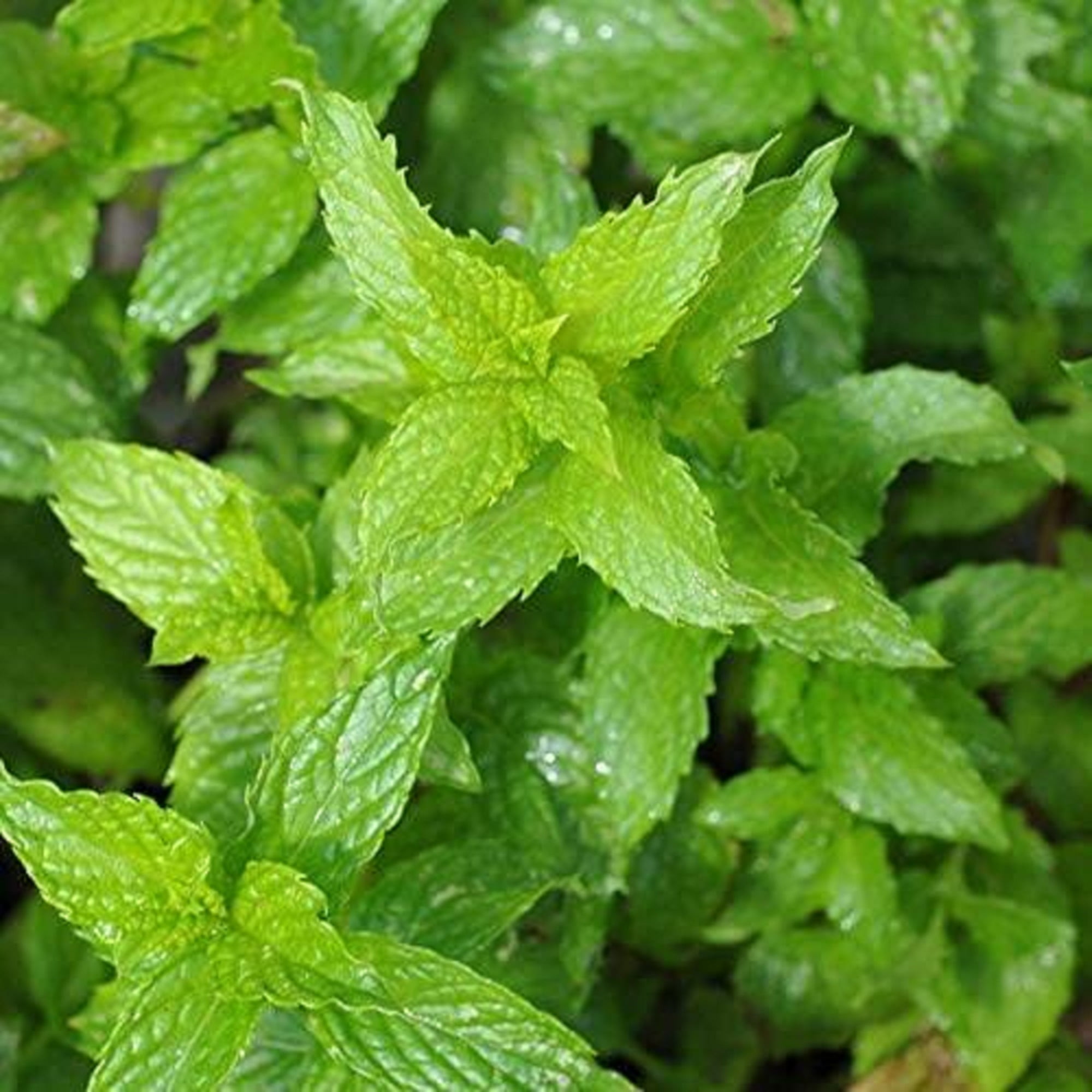 Spearmint, 500 Count Seed Pack, Country Creek Acres Brand, Non-GMO ...