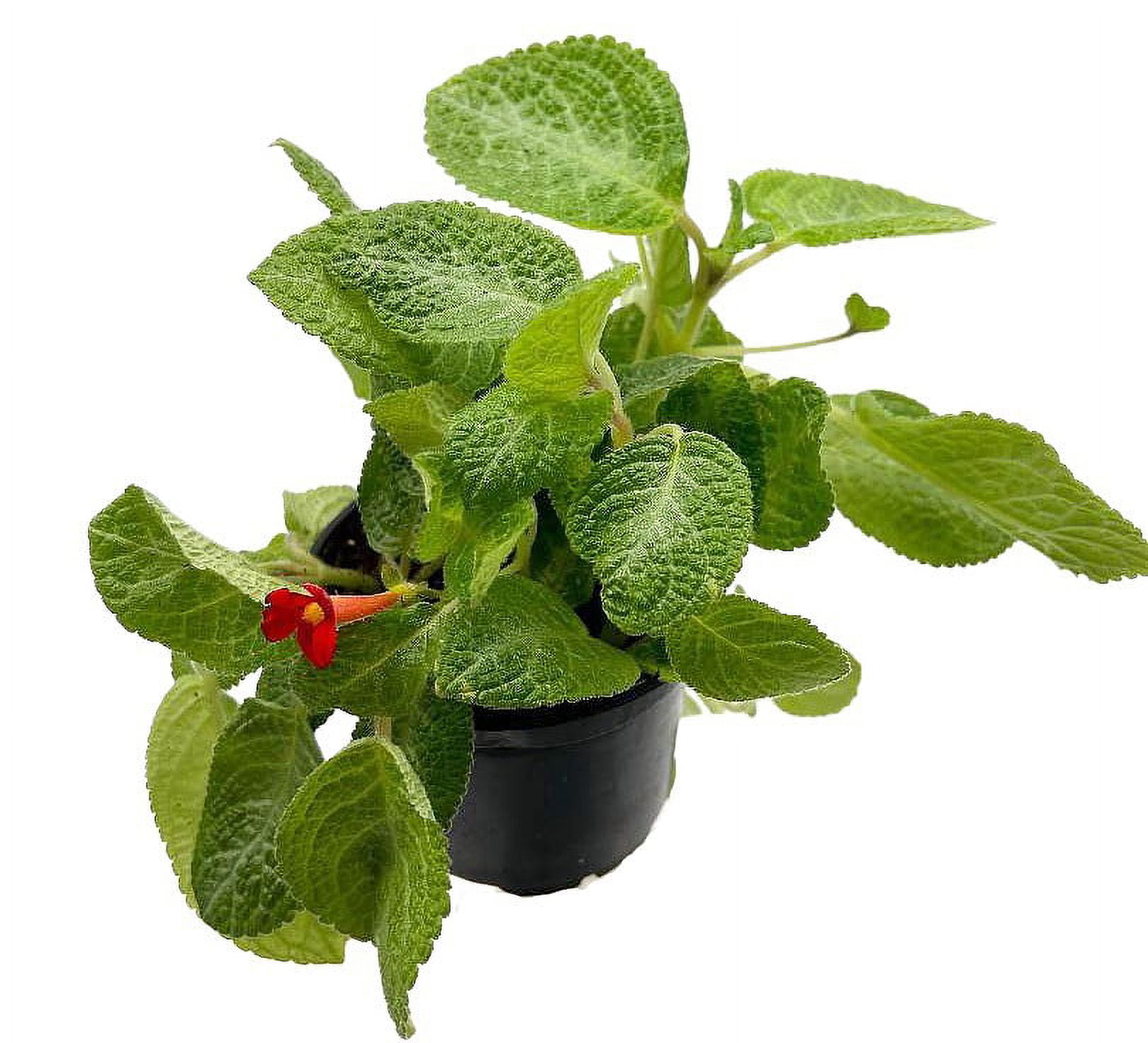 Spearmint Trailing Flame Violet - Episcia - 4" Pot - Walmart.com