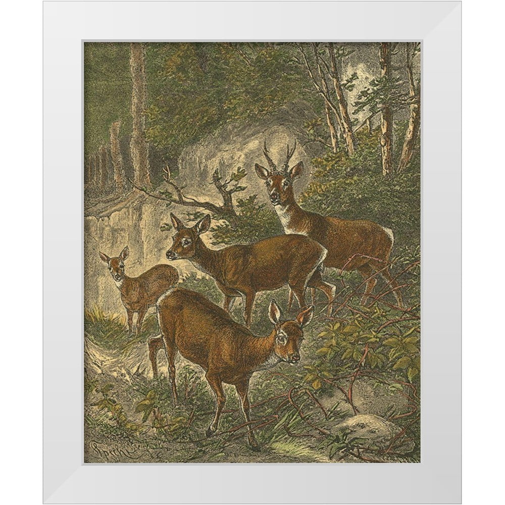 Specht, Friedrich 20x24 White Modern Wood Framed Museum Art Print ...
