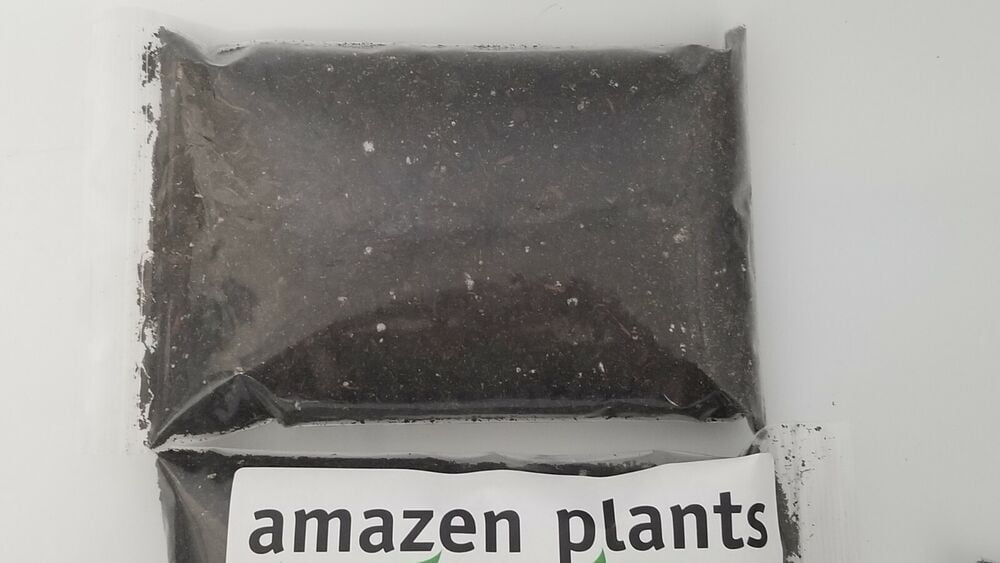 Special conditioned Organic Soil Succulents & Cacti, Cactus Plants in 1 ...