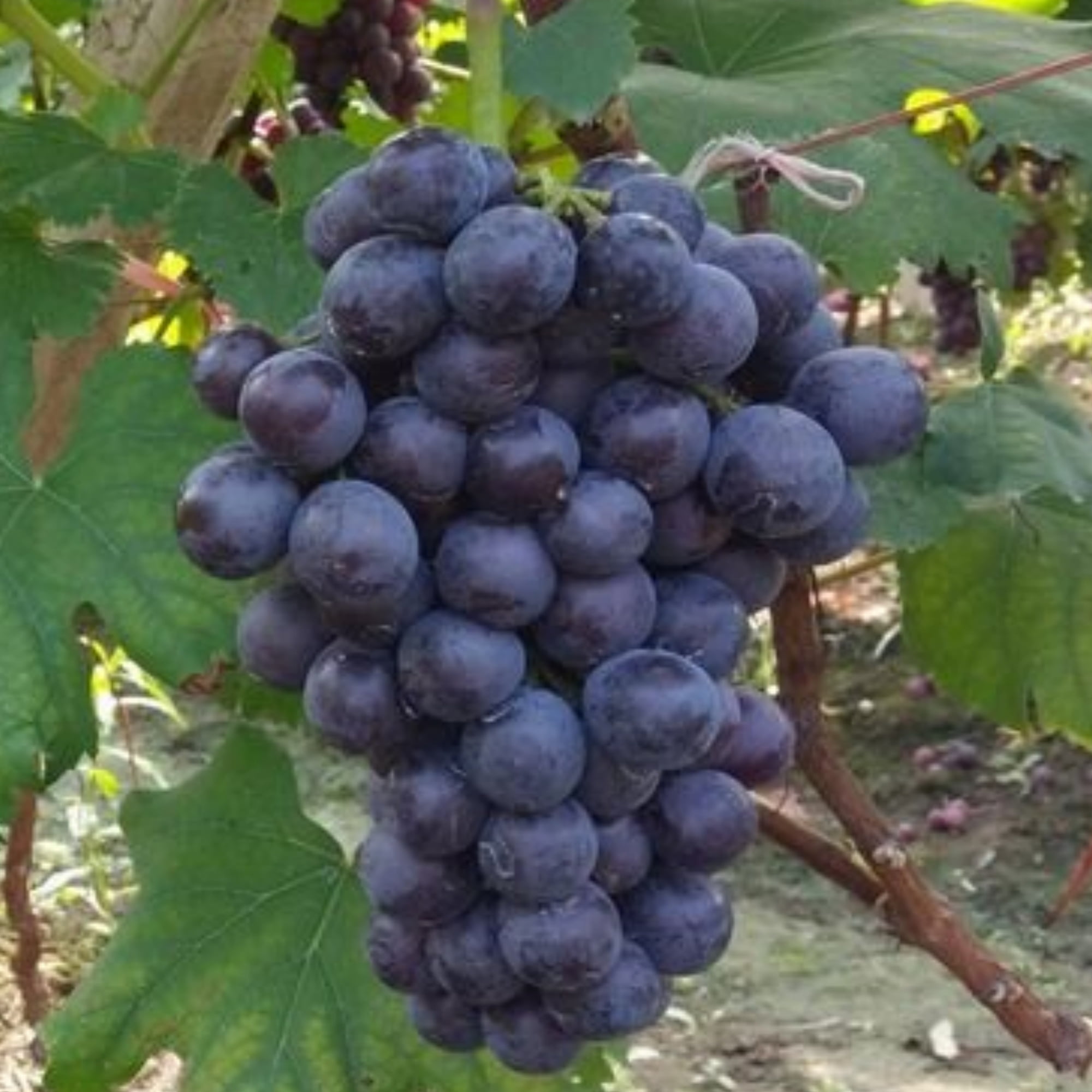 Special grape trellises – fast growth, wide green leaf coverage, can ...