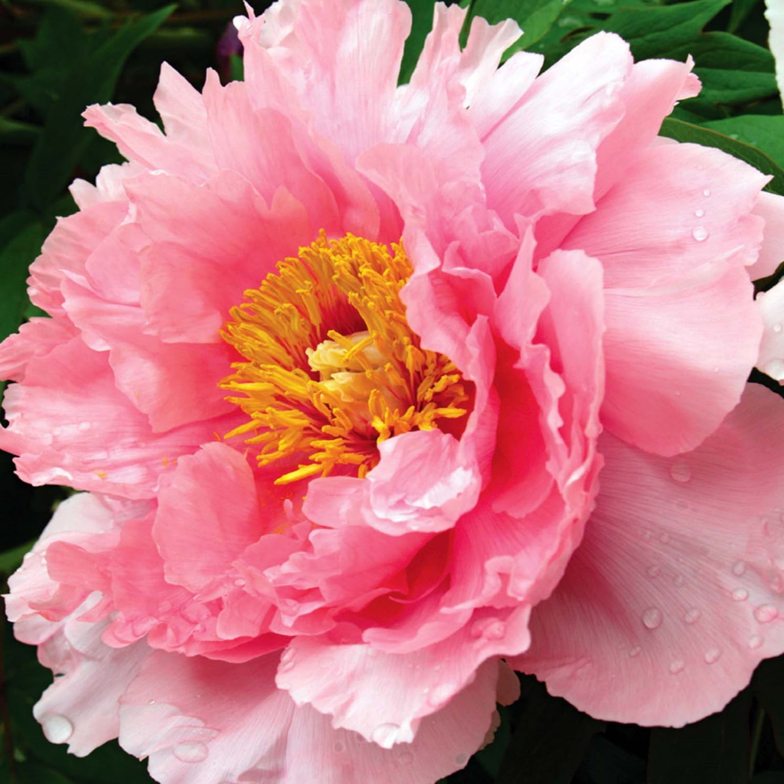 Specialized in growing peonies, garden perennials - Walmart.com