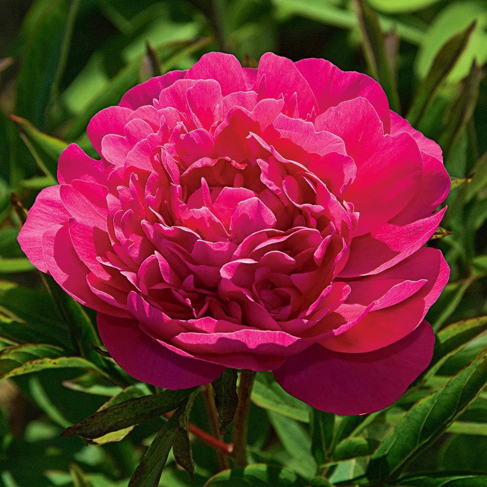 Specialized in growing peonies, garden perennials - Walmart.com