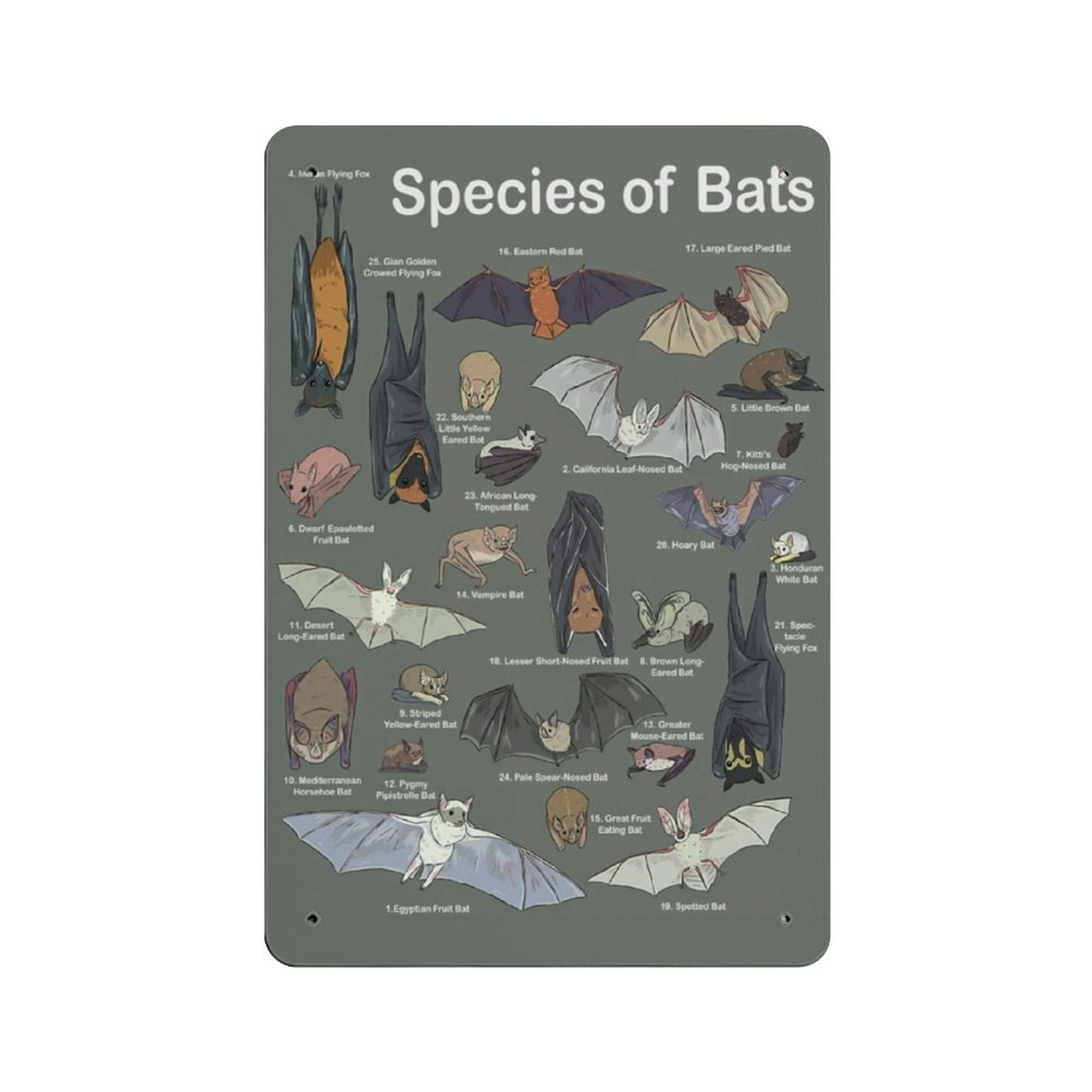 Species of Bats tin sign, Halloween Bat tin sign, Bats Print, Vampire ...