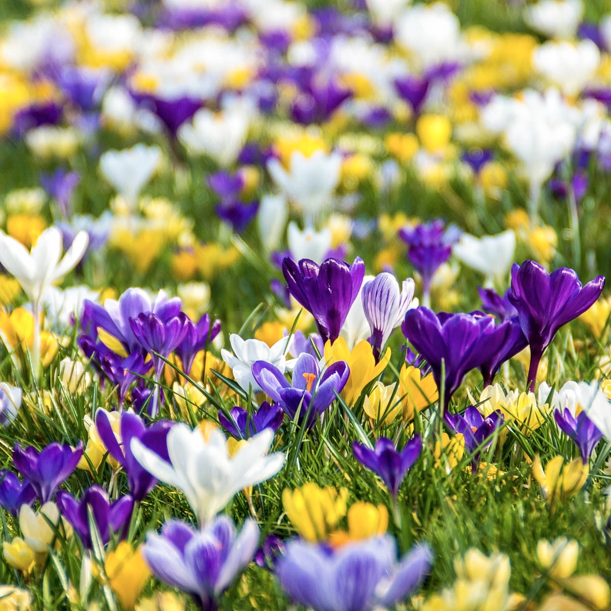 Species Crocus Dormant Spring Flowering Bulbs 100 Pack - Walmart.com
